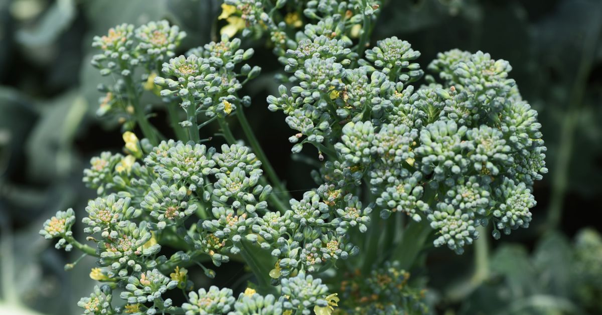 SmartGardener Blog - simply grow great food