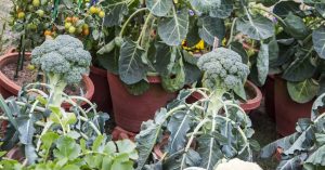 SmartGardener Blog - simply grow great food