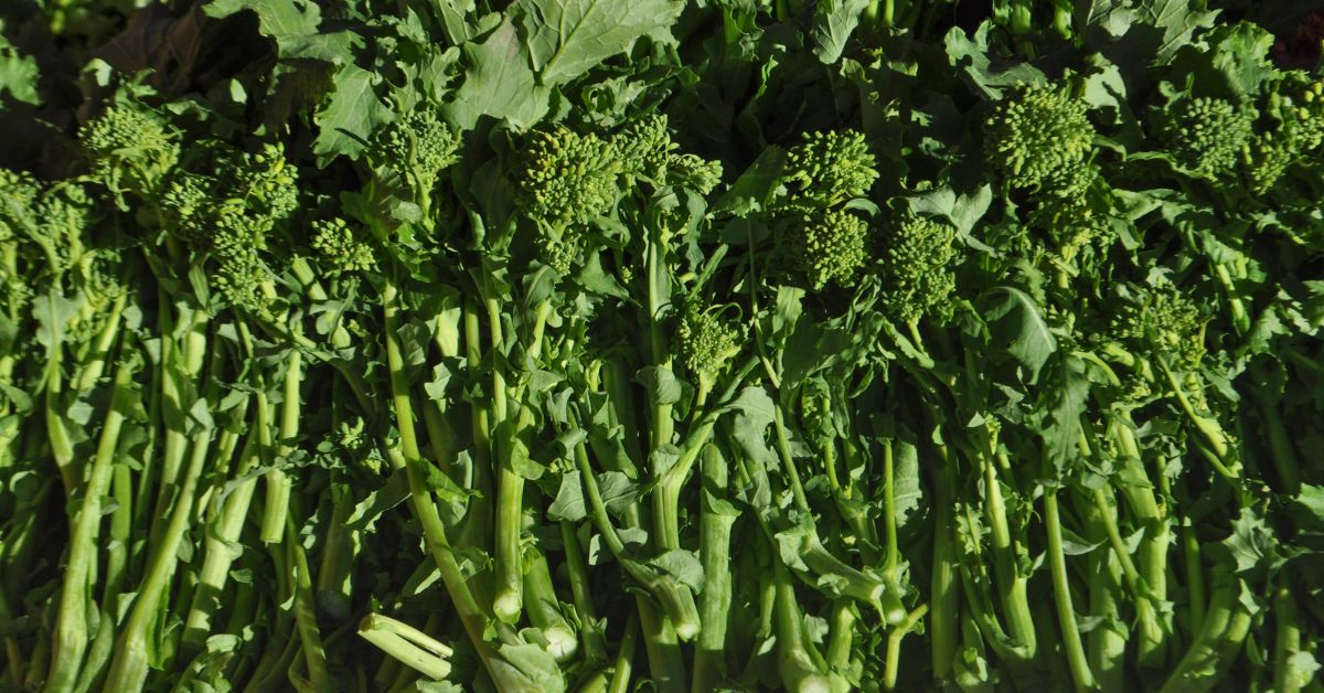Smart Tips for Growing Broccoli - SmartGardener Blog